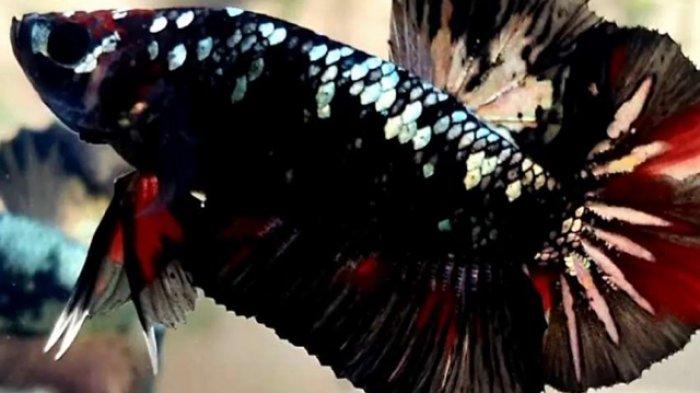 Daftar 10 Ikan Cupang yang Ngetrend - Digdaya Mediatama